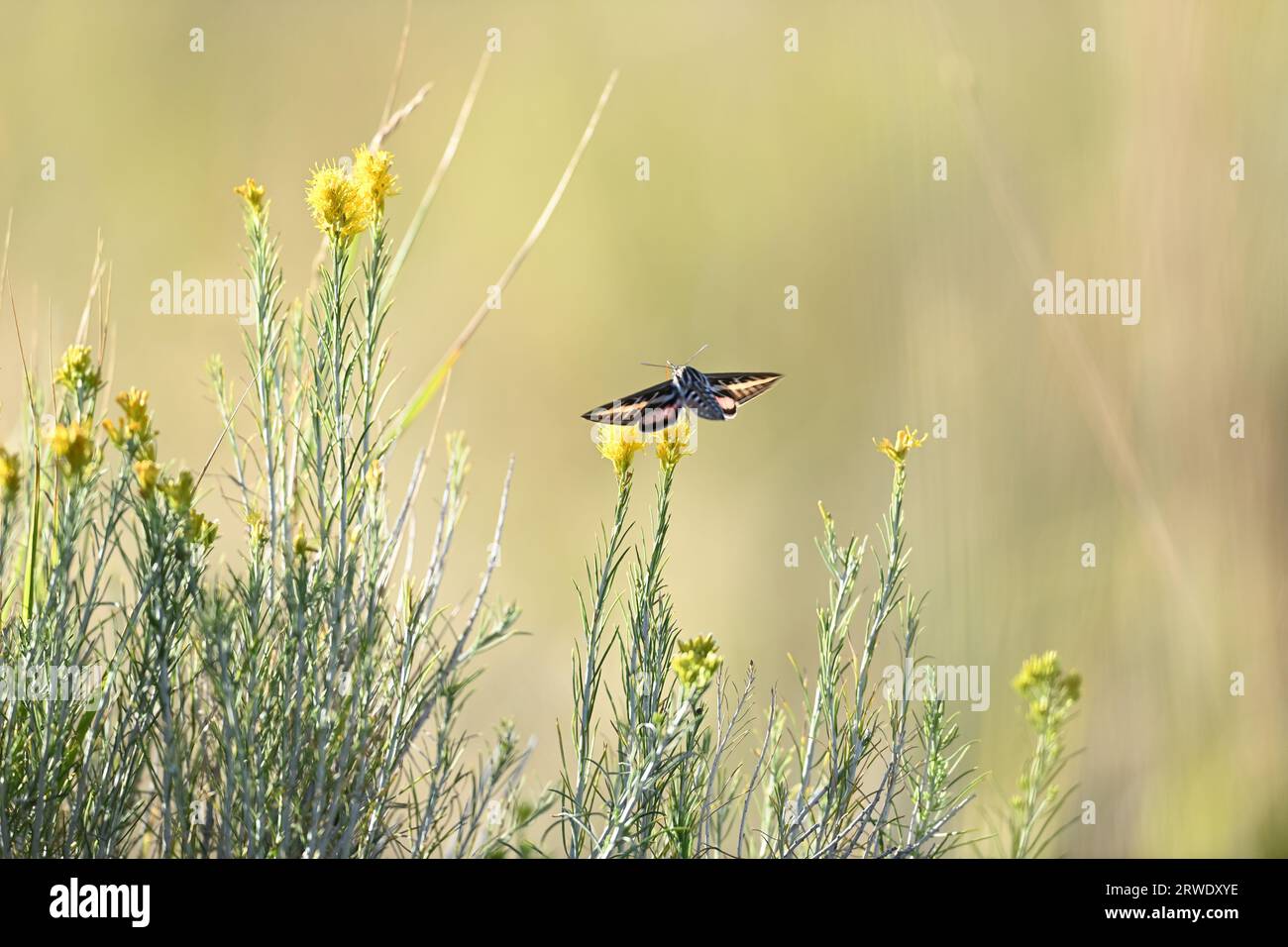 Hyles lineata aka white-lined sphinx on wildflowers Stock Photo - Alamy