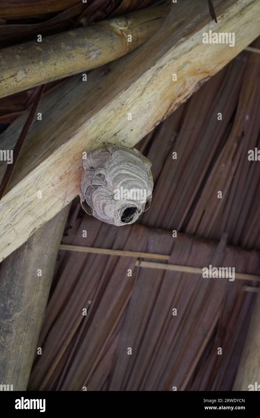 Wasp nest under the roof of the gazebo, dangerous insects for people ...