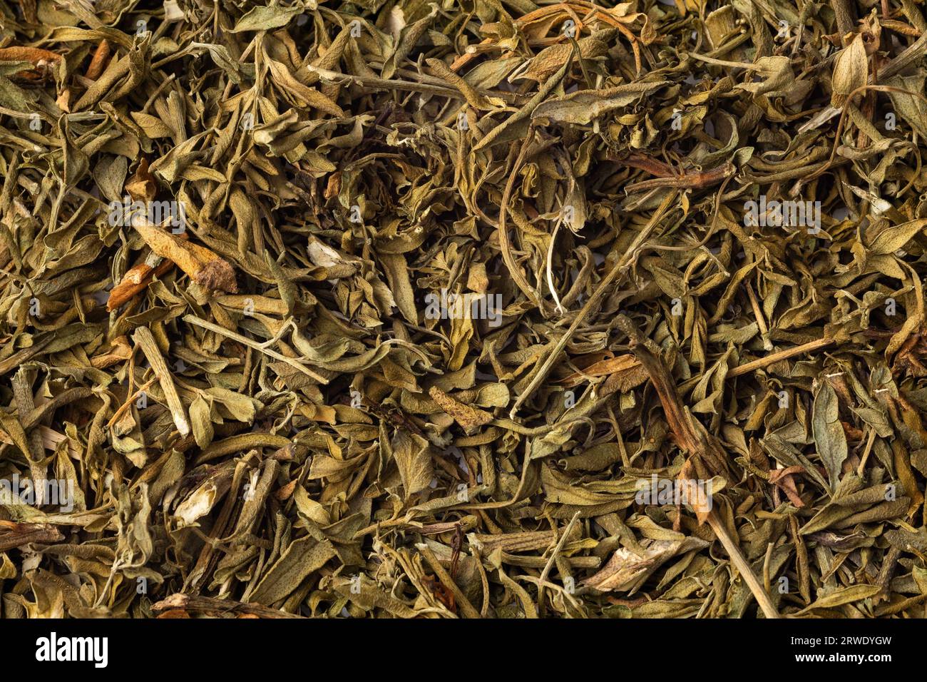 Dried leaves of the rue plant - Ruta graveolens Stock Photo - Alamy