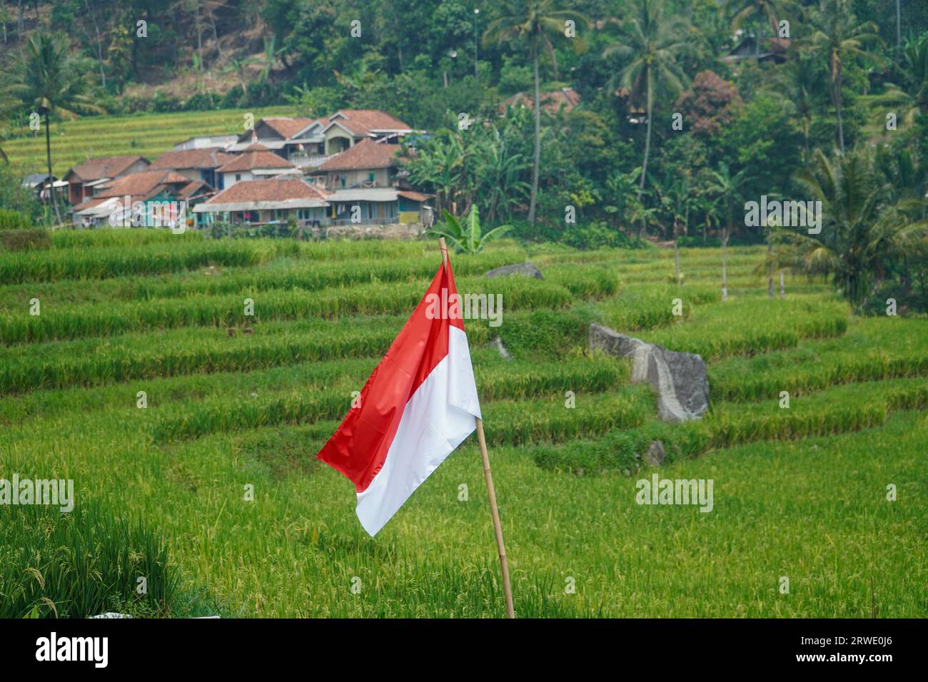 Image of the Indonesian red and white flag in the middle of a rice ...
