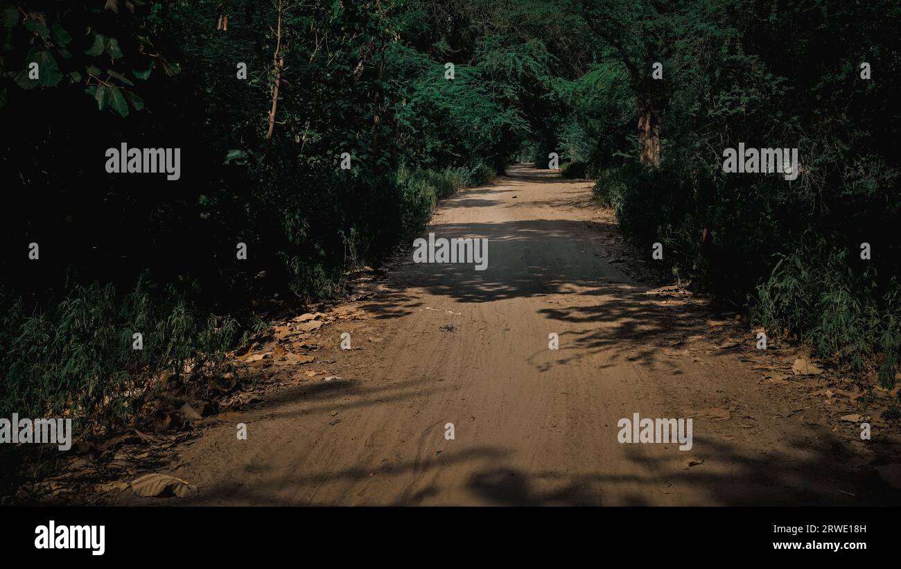 Very rare to find a path cover with trees Stock Photo - Alamy