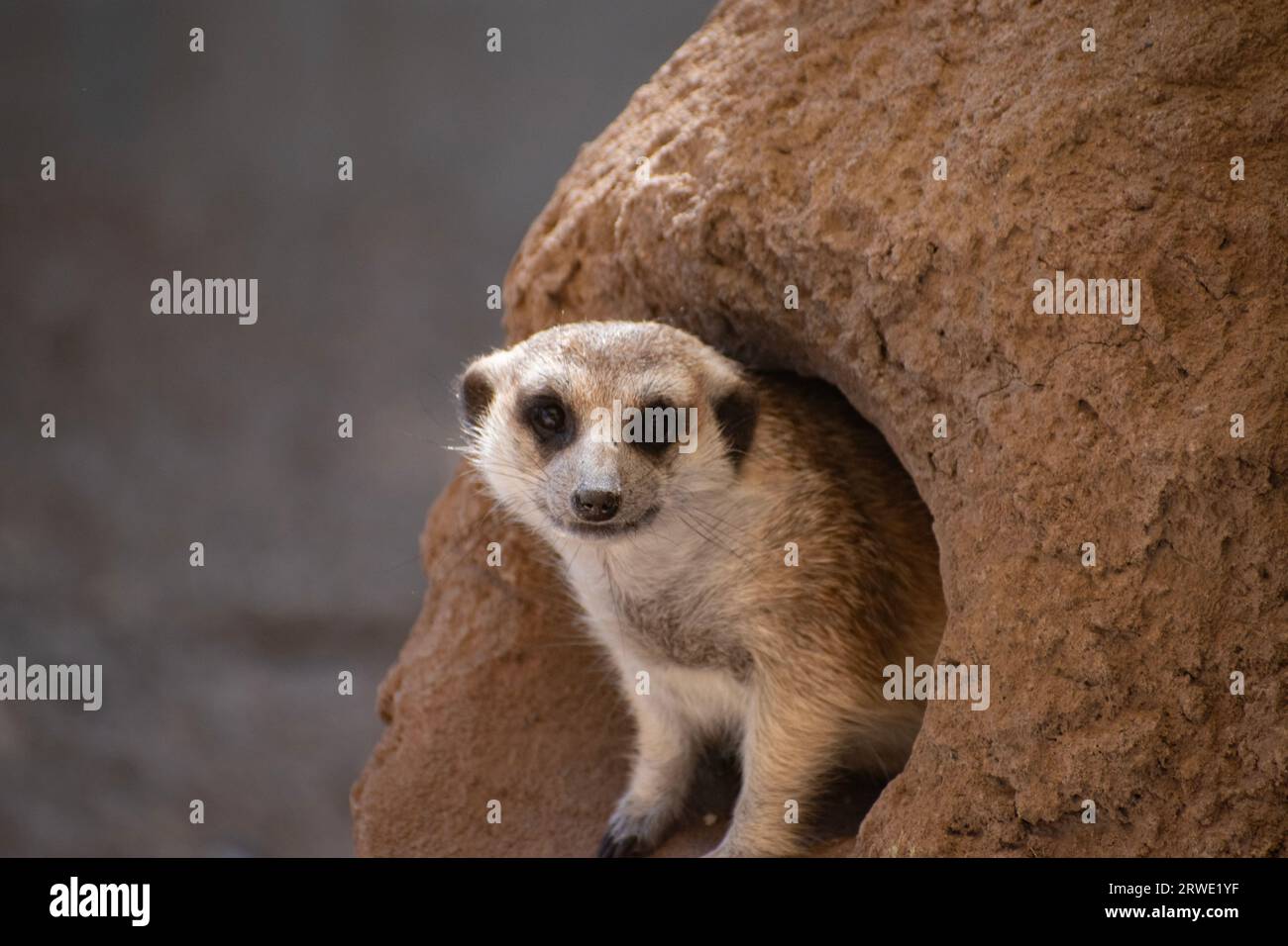 Zoo animal enclosures hi-res stock photography and images - Alamy