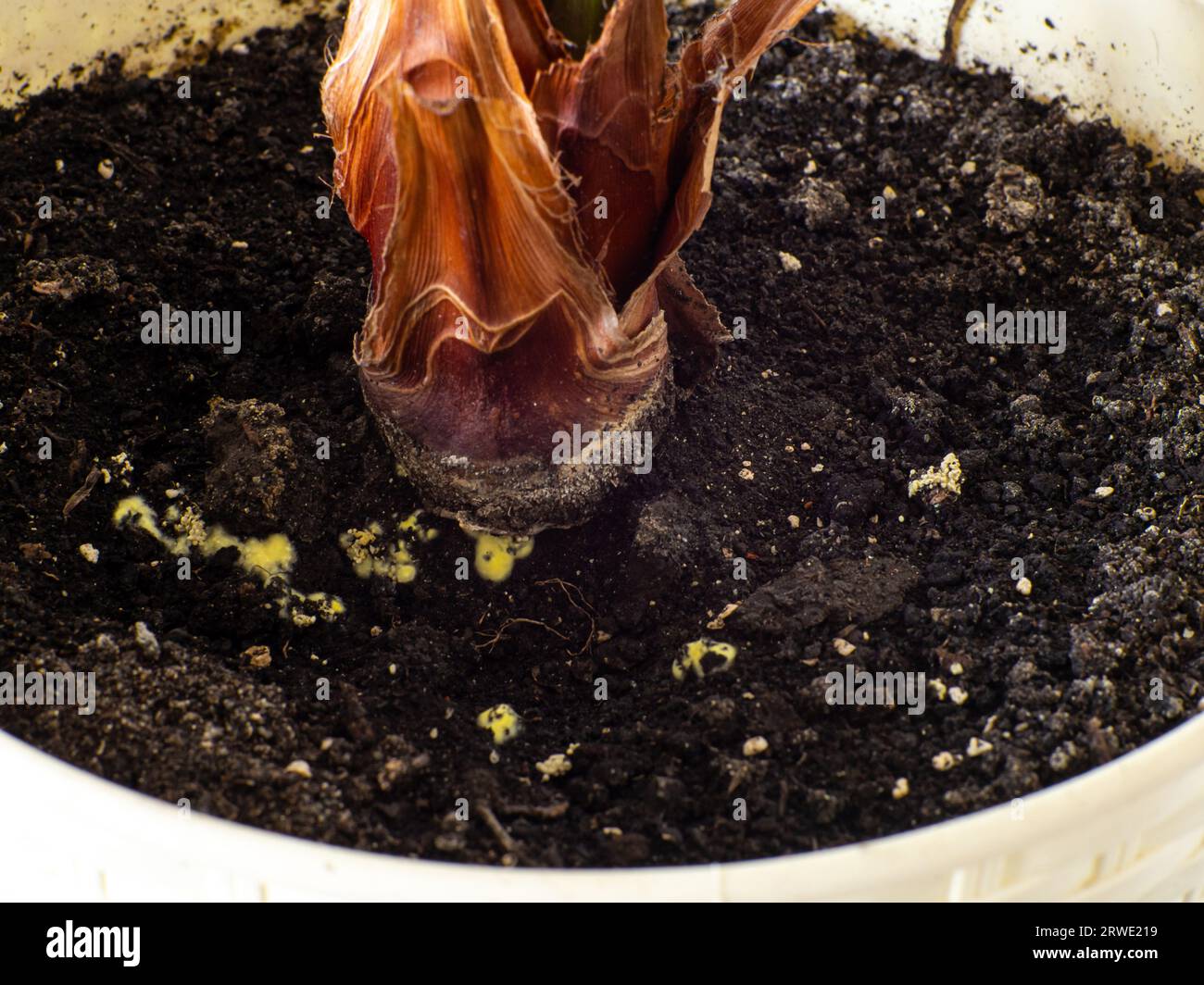 Yellow mold in flower pot in houseplant soil, close up Stock Photo - Alamy