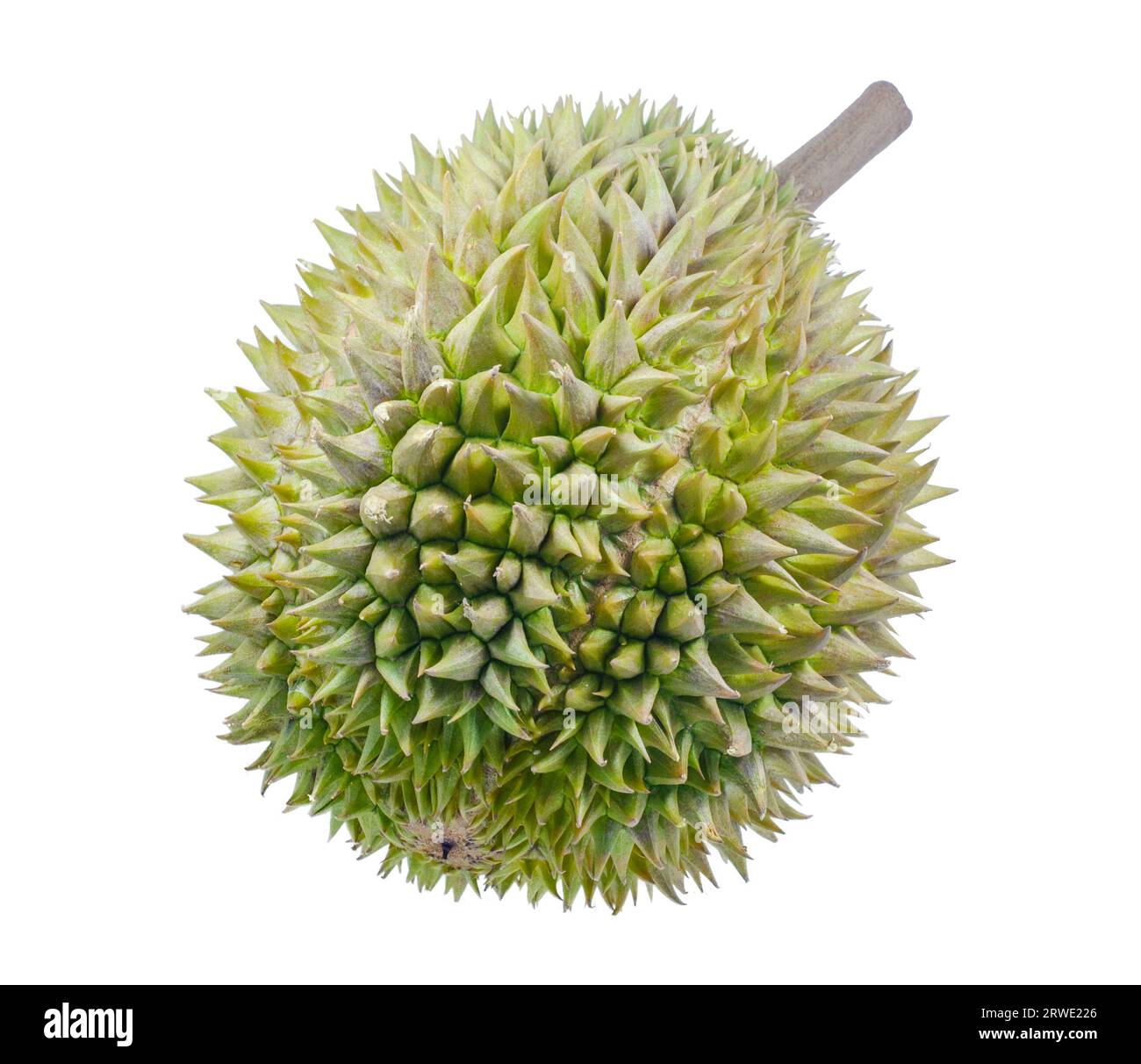 Durian fruit isolated on white background Stock Photo - Alamy