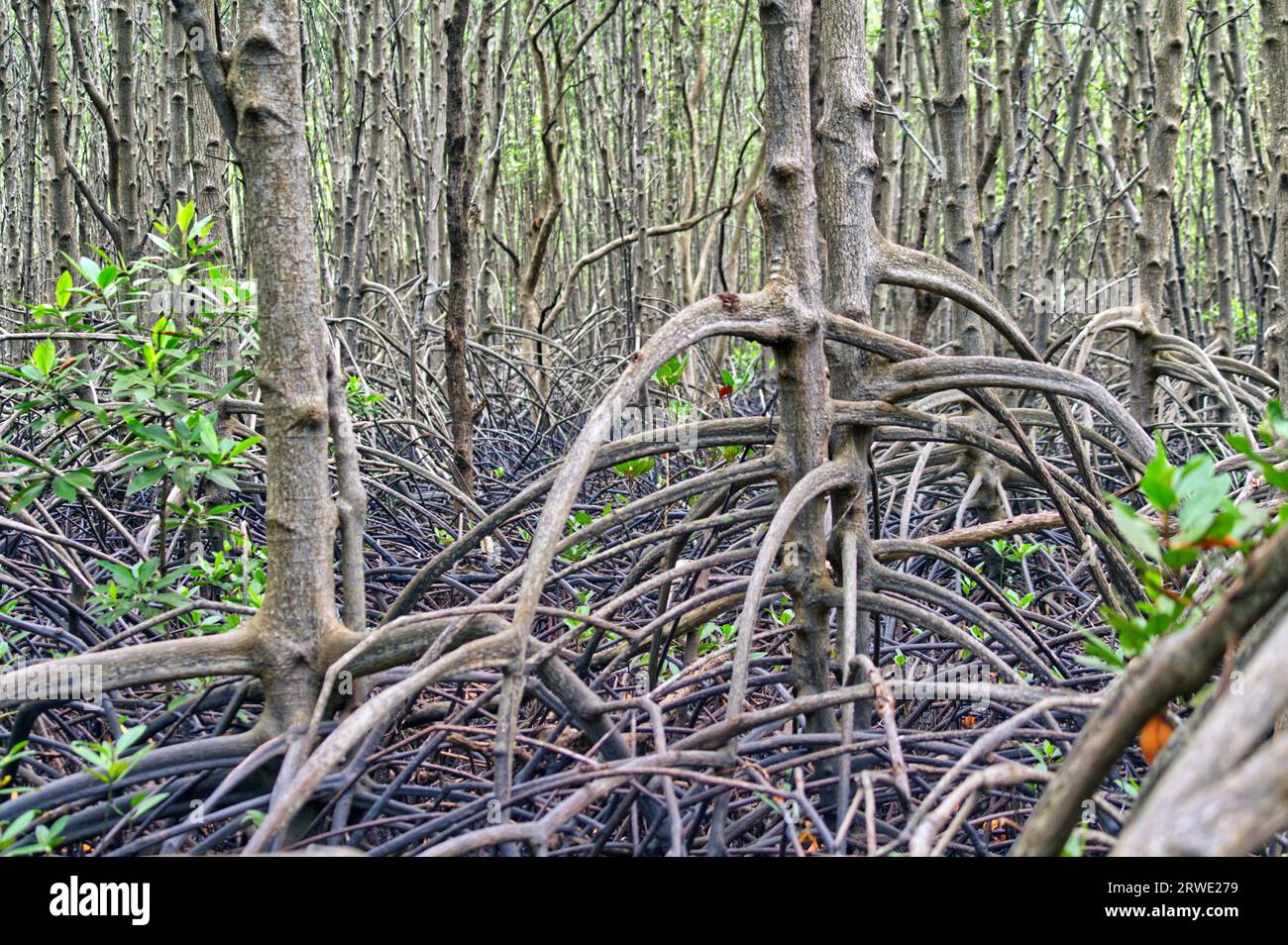 Inside the mangrove forest with natural daylight. Landscape image of ...