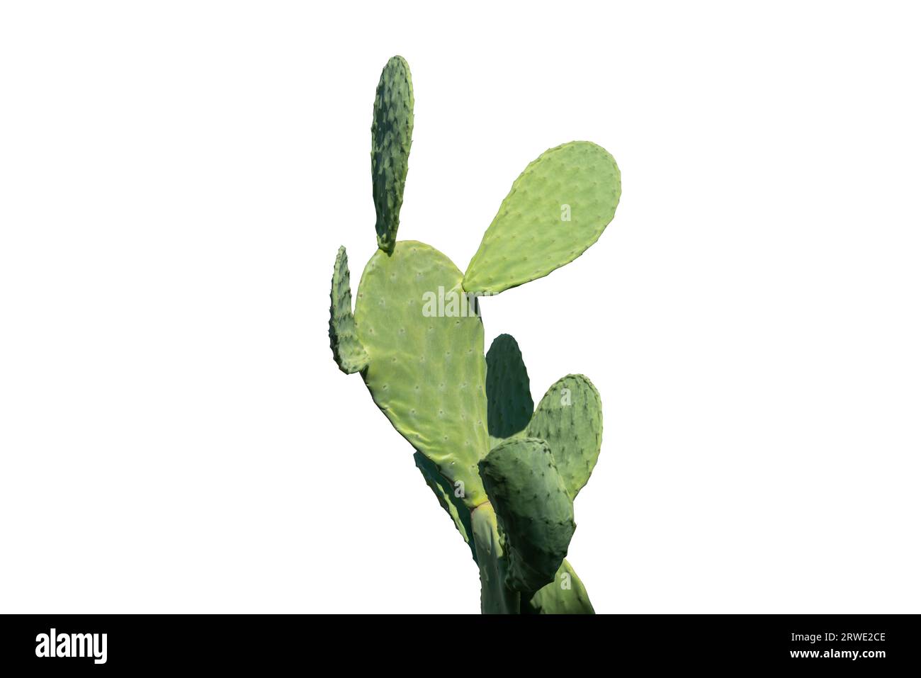Green opuntia tomentosa cactus (ficus indica, Indian fig opuntia ...