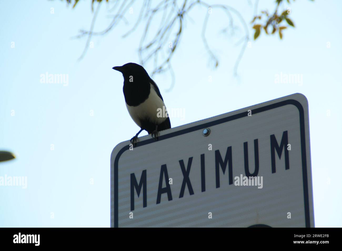 Black-billed Magpie on a street sign Stock Photo - Alamy