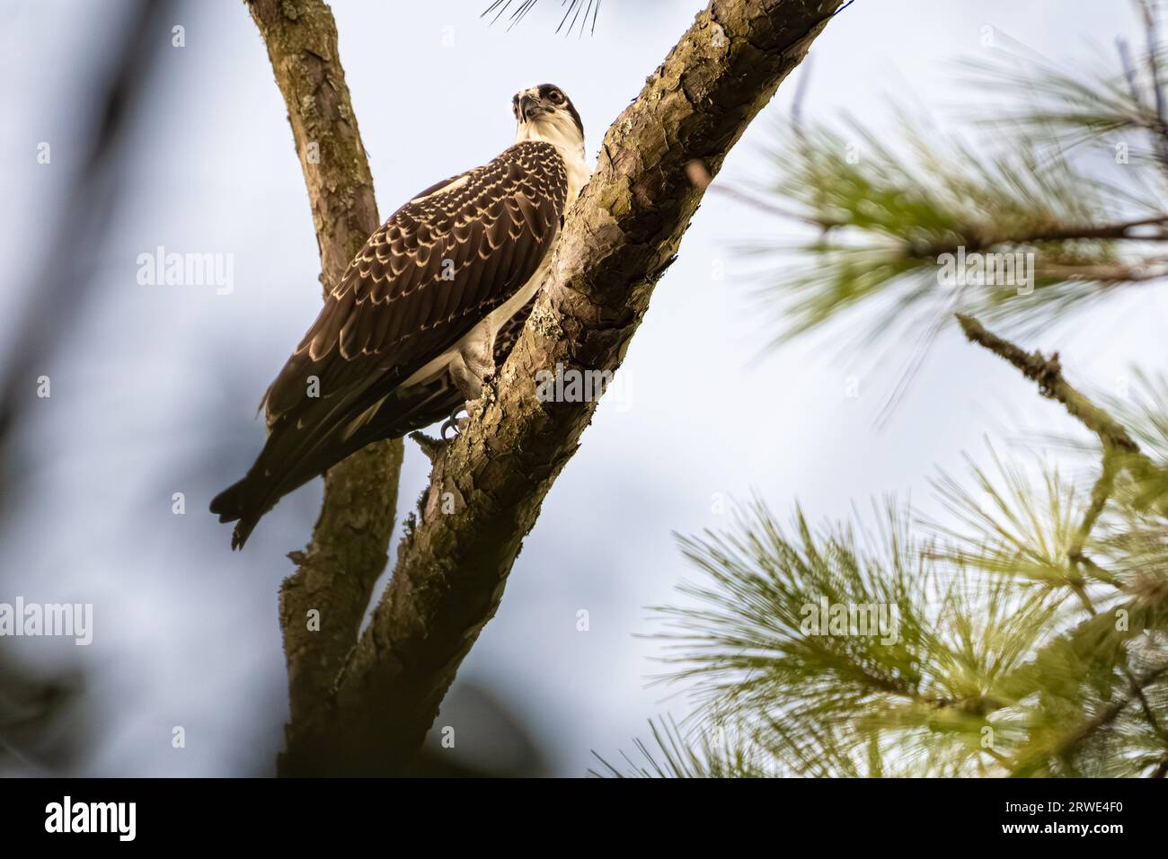 Osprey tree limb hi-res stock photography and images - Alamy