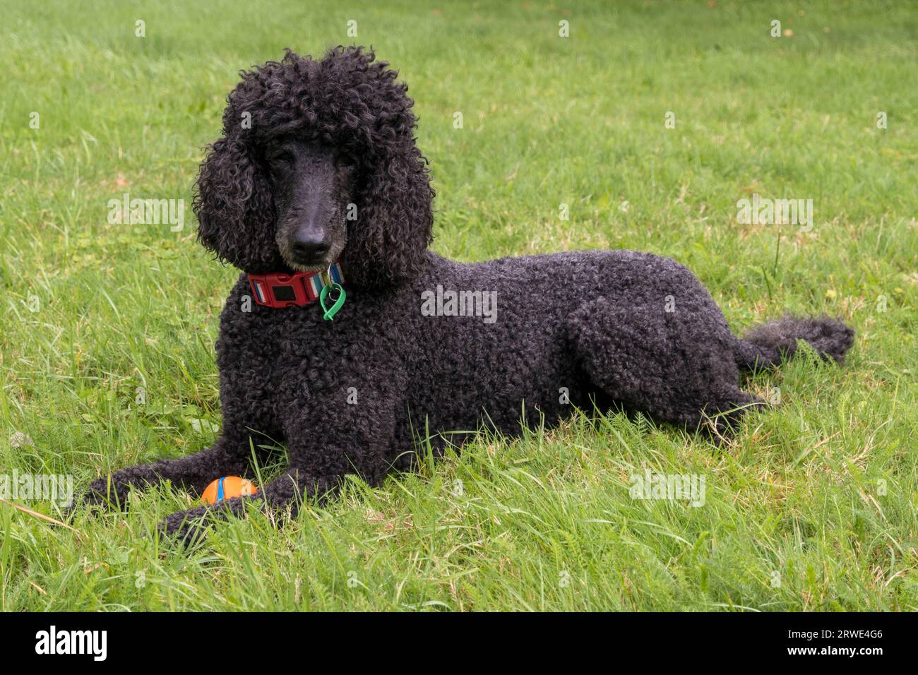 Black standard poodle laying in the grass Stock Photo - Alamy
