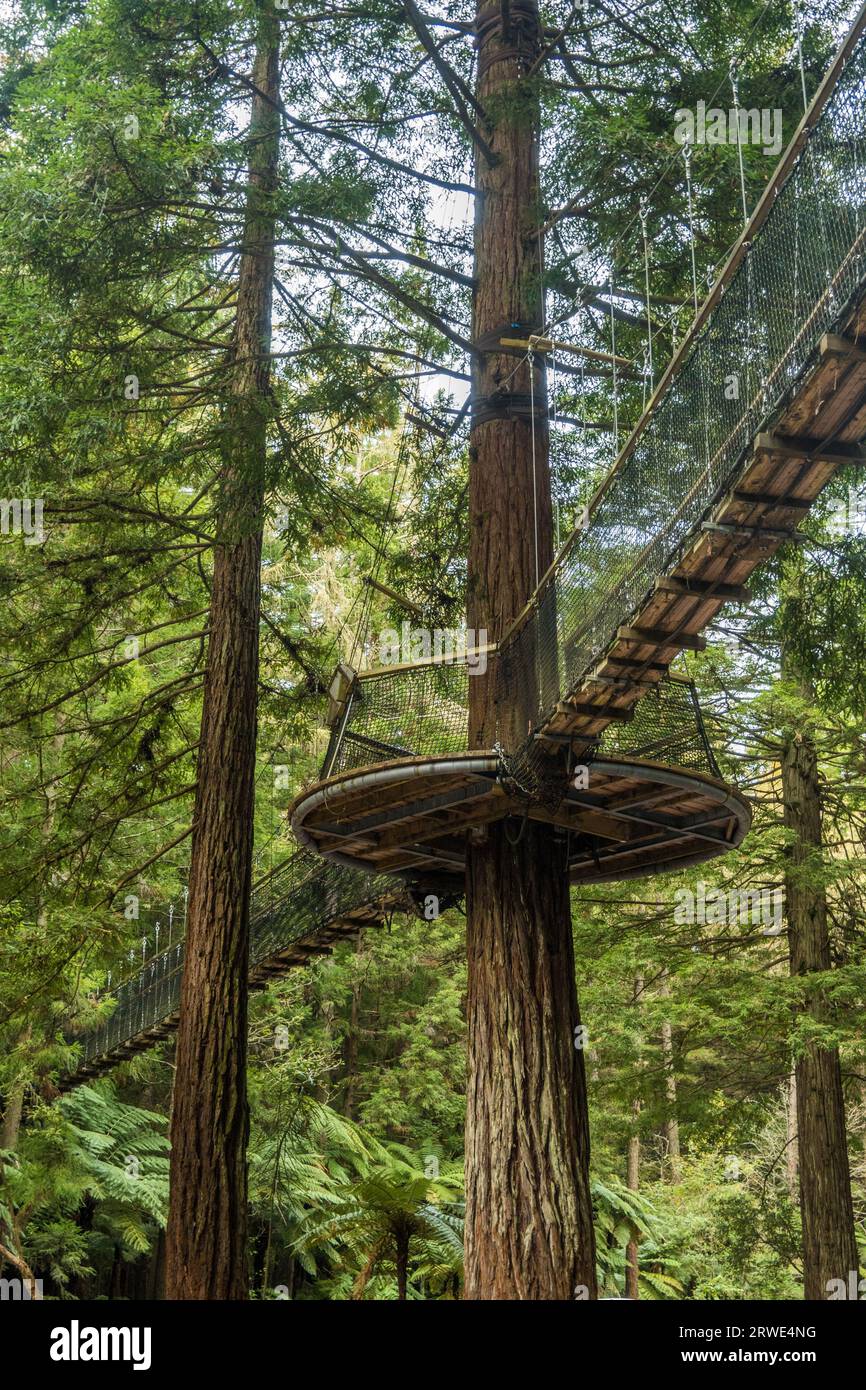 Redwoods treewalk hi-res stock photography and images - Alamy