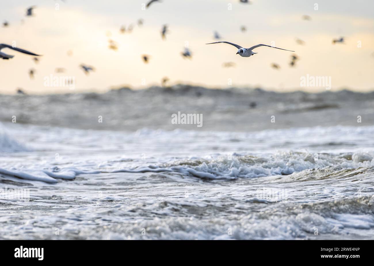 Seagulls in flight hi-res stock photography and images - Alamy