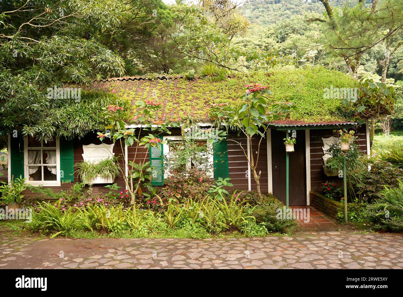 Guest cabin at the Finca Selva Negra coffee plantation near Matagalpa ...