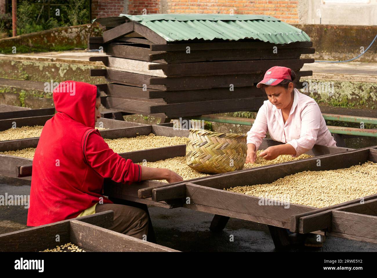 Workers sorting coffee beans at the Finca Selva Negra coffee plantation ...