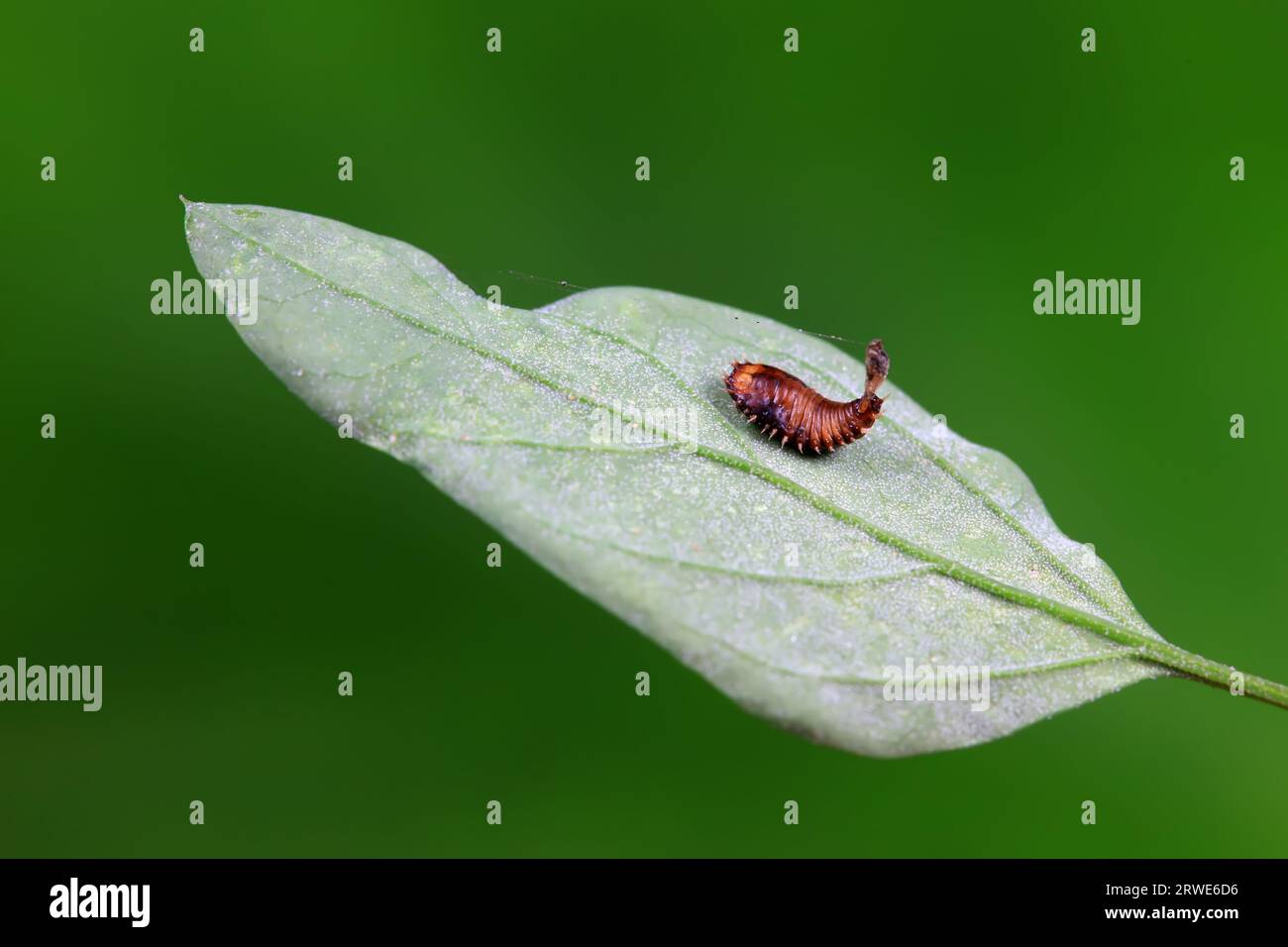 Hispidae family insect crawl on plants, North China Stock Photo - Alamy