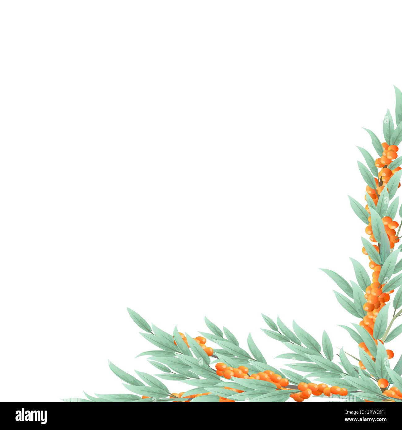 Sea buckthorn branches with ripe fruits. Corner frame. Garden plant ...