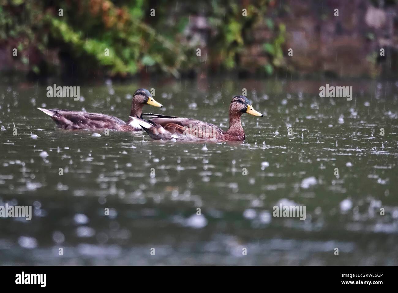 Rainy duck hi-res stock photography and images - Alamy