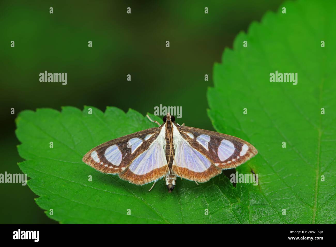 Lepidoptera insects in the wild, North China Stock Photo - Alamy
