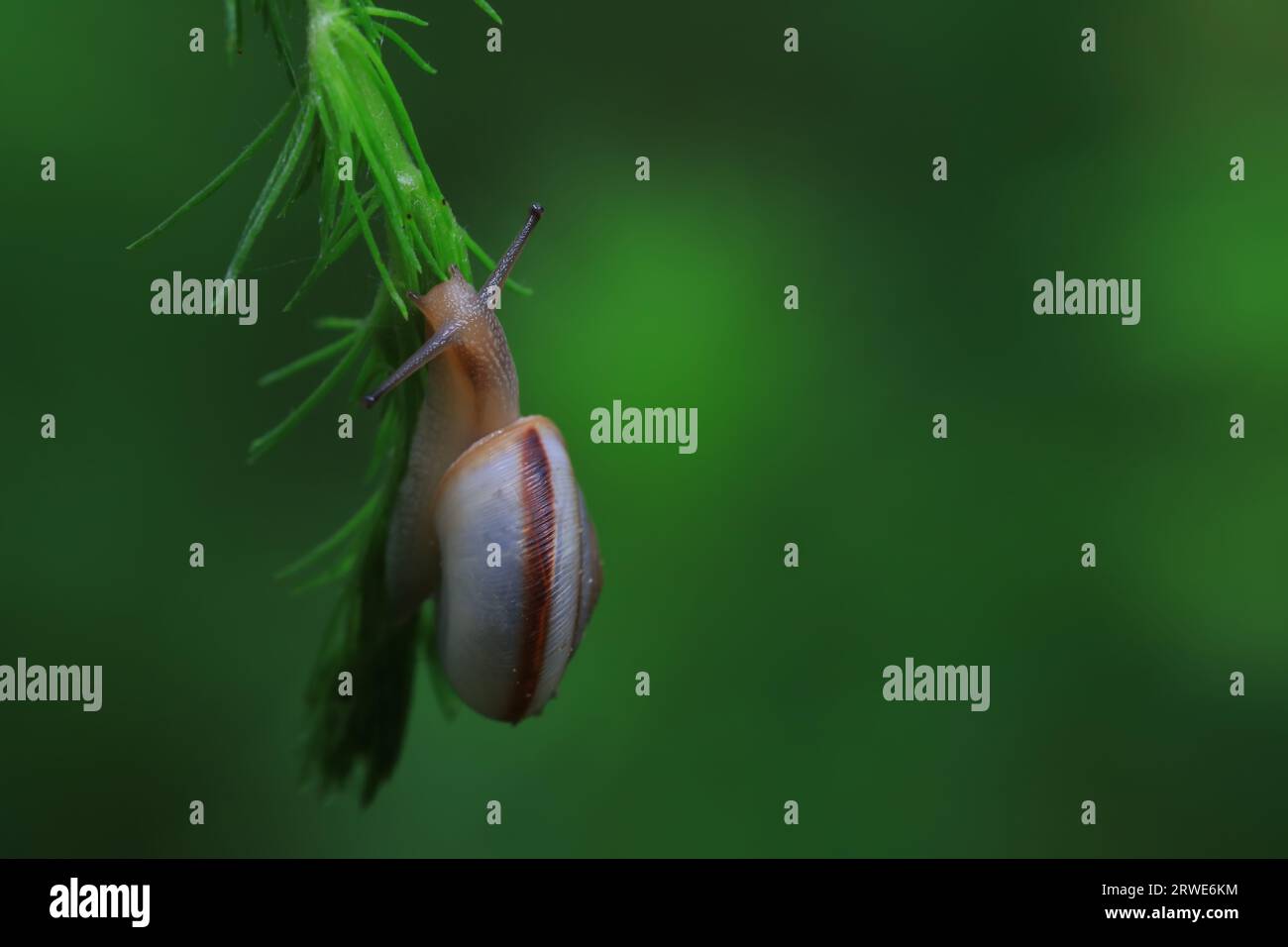 Snails on wild plants, North China Stock Photo - Alamy