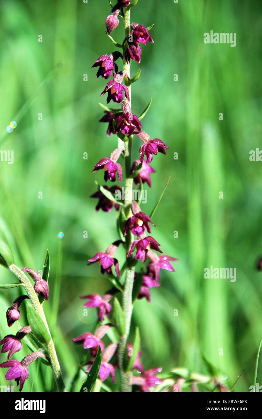 Brown-red or dark red helleborine (Epipactis atrorubens) or marsh ...