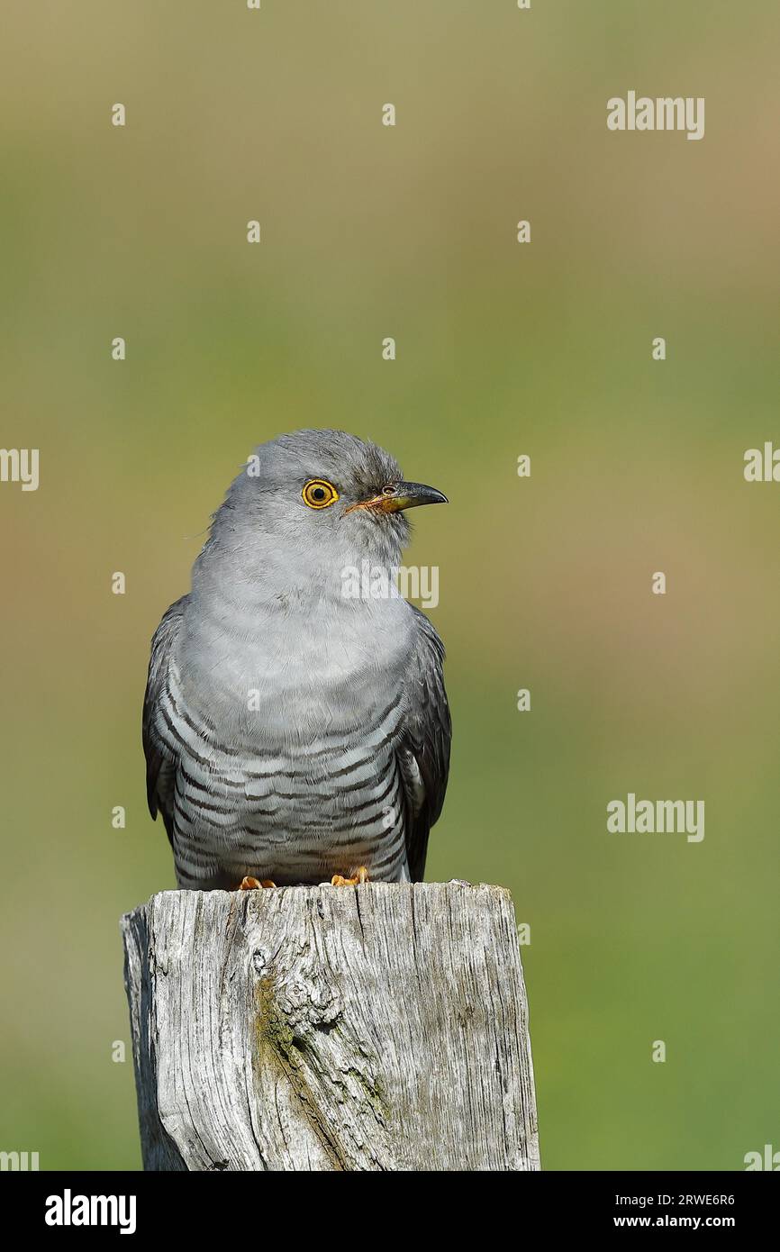 Common cuckoo (Cuculus canorus), male sitting on post of a pasture ...