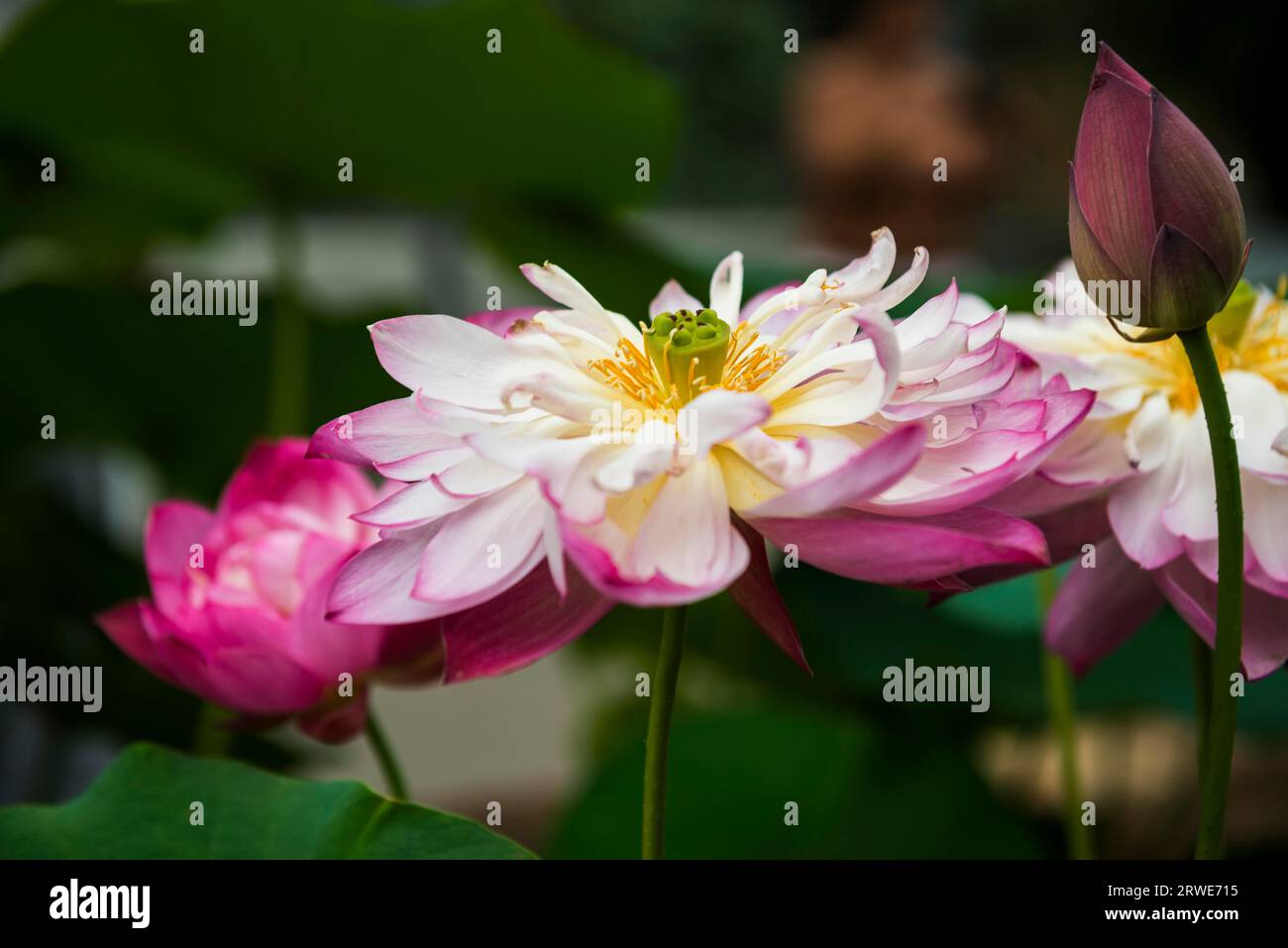 Lotus (Nelumbo nucifera), lotus, flower, close up Stock Photo - Alamy