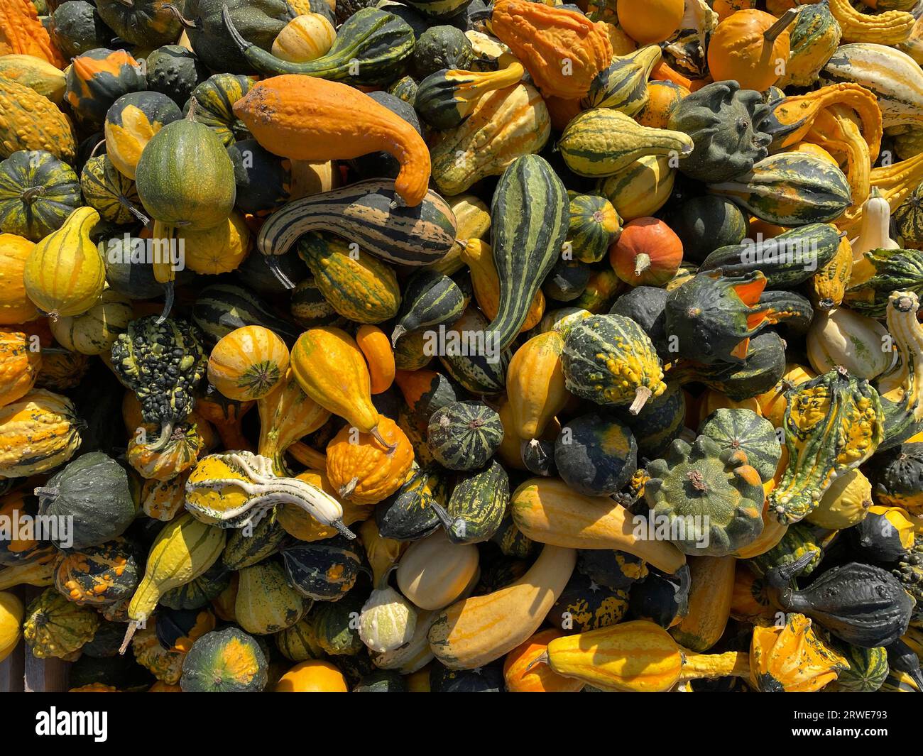 Many pumpkin varieties, ornamental pumpkin, edible pumpkin, agriculture ...