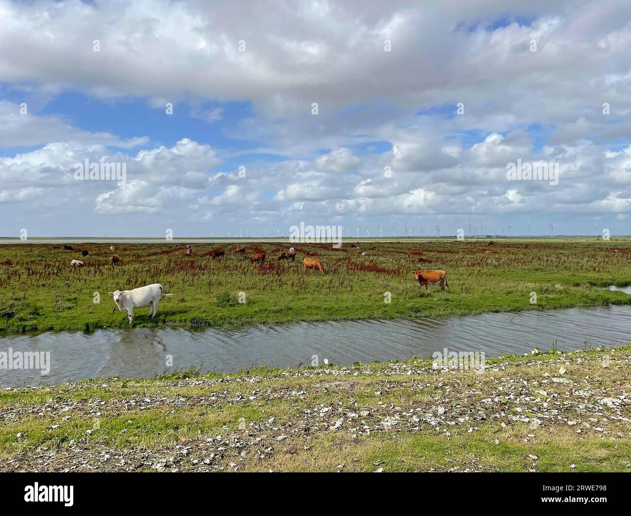 Cows at pasture, salt marshes, Luettmoordamm, Wadden Sea, National Park ...