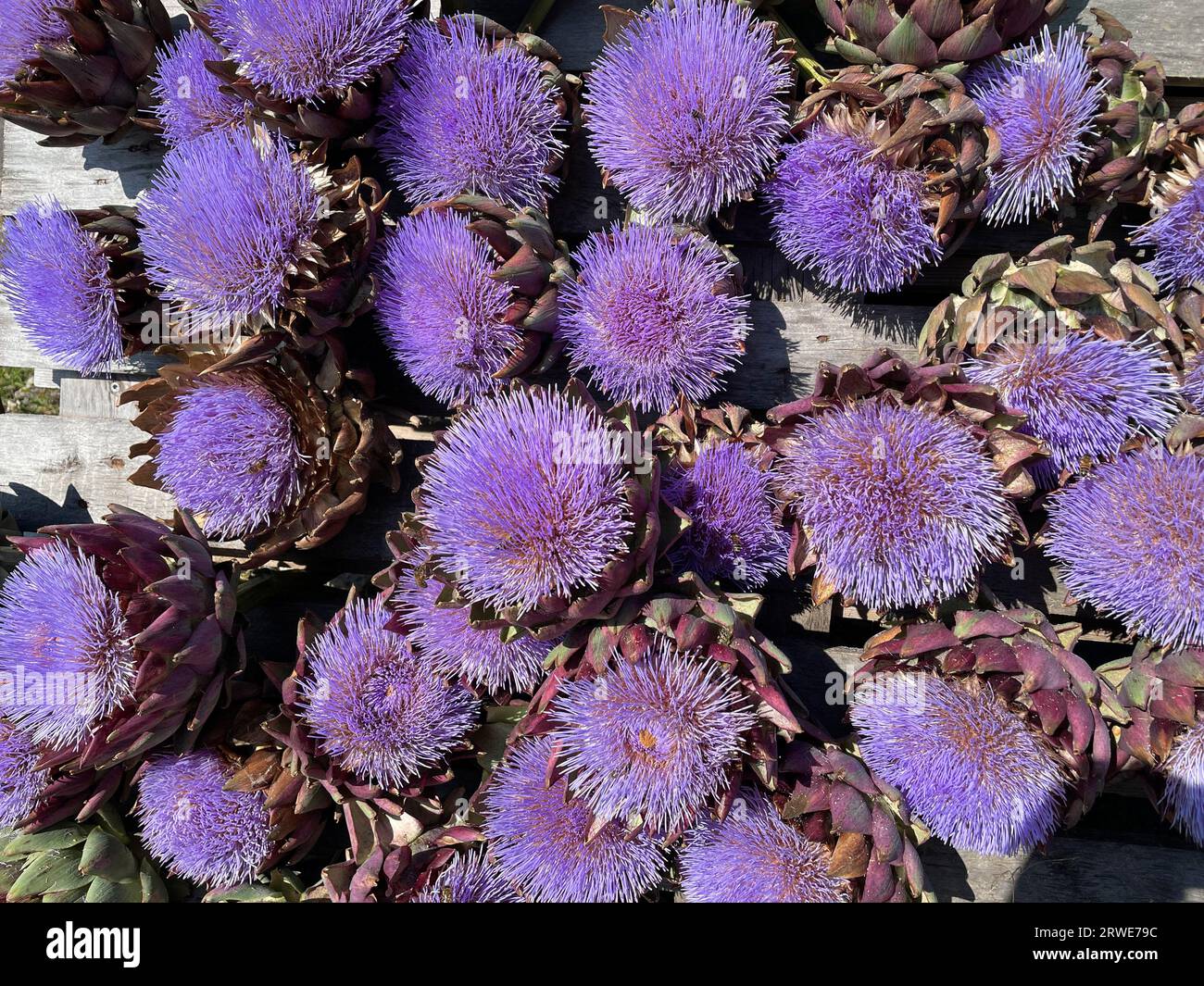Artichoke (Cynara cardunculus) flower, decorative, edible, agriculture ...