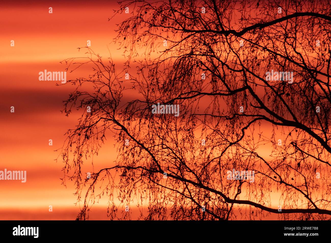 Evening red tree with branches in front of reddish cloud structures ...