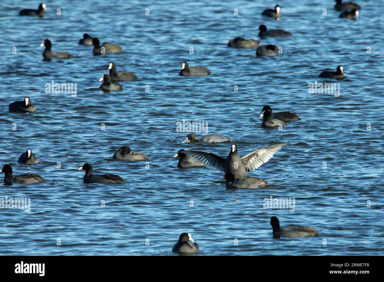 Many white water birds hi-res stock photography and images - Alamy