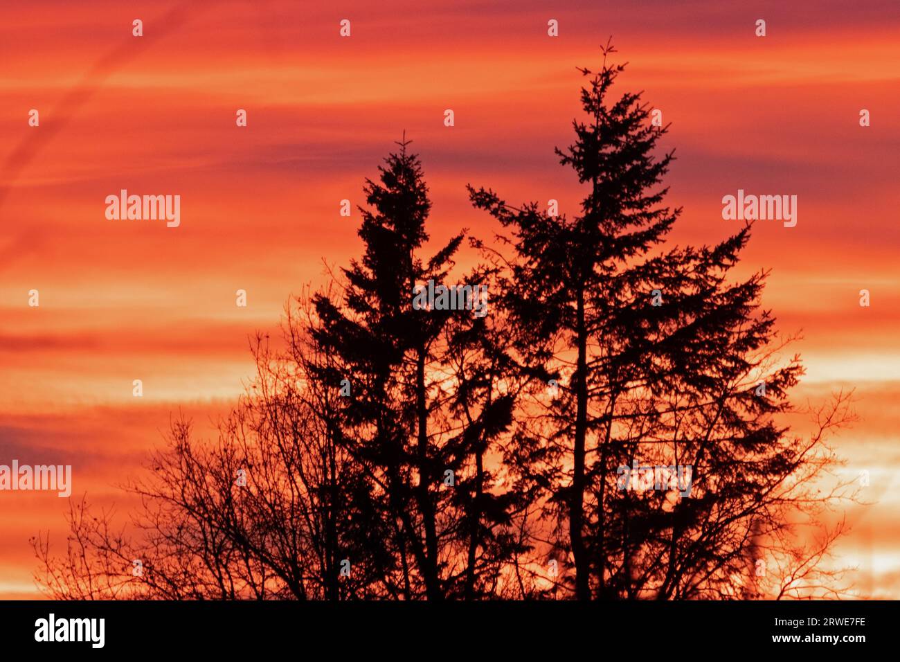 Evening red trees in front of reddish cloud structures Stock Photo - Alamy