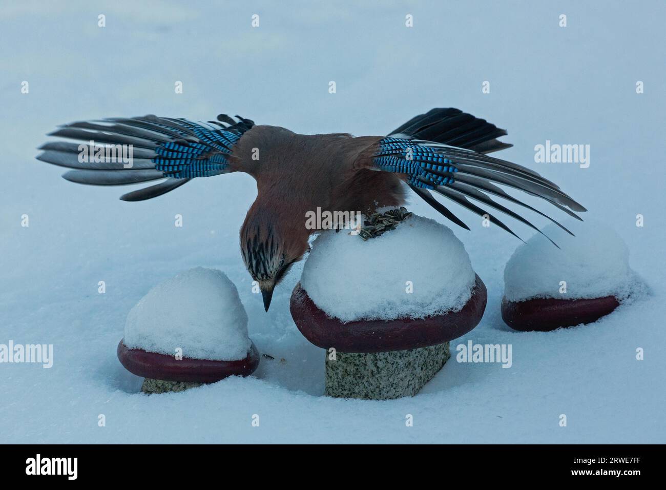 Jay spreading wings hi-res stock photography and images - Alamy