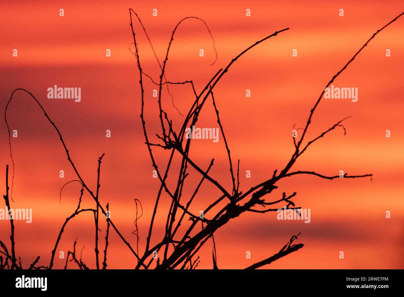 Evening red twigs in front of reddish cloud structures Stock Photo - Alamy