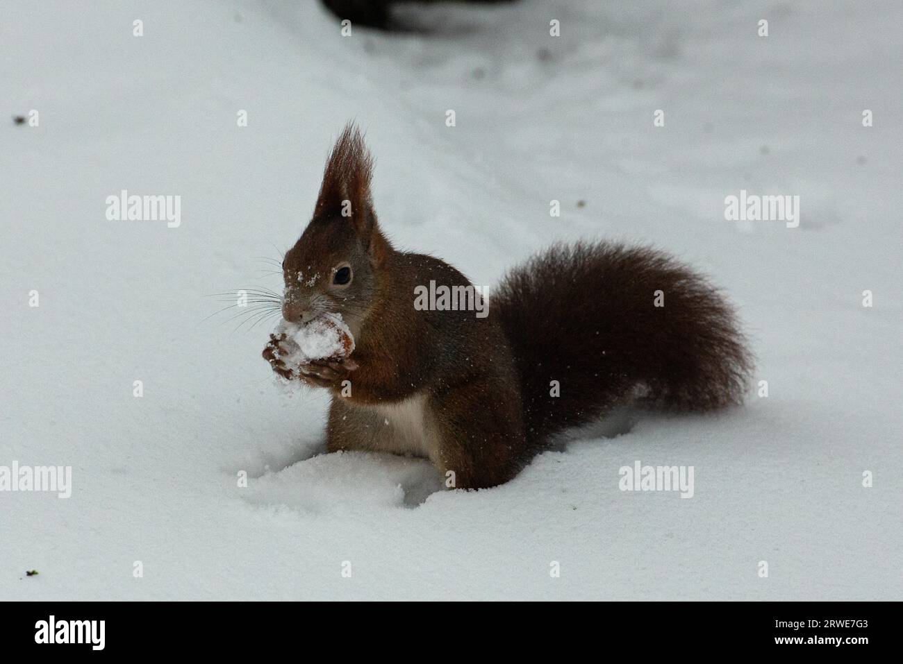 Squirrel holding snowball in hand standing in snow looking left Stock ...