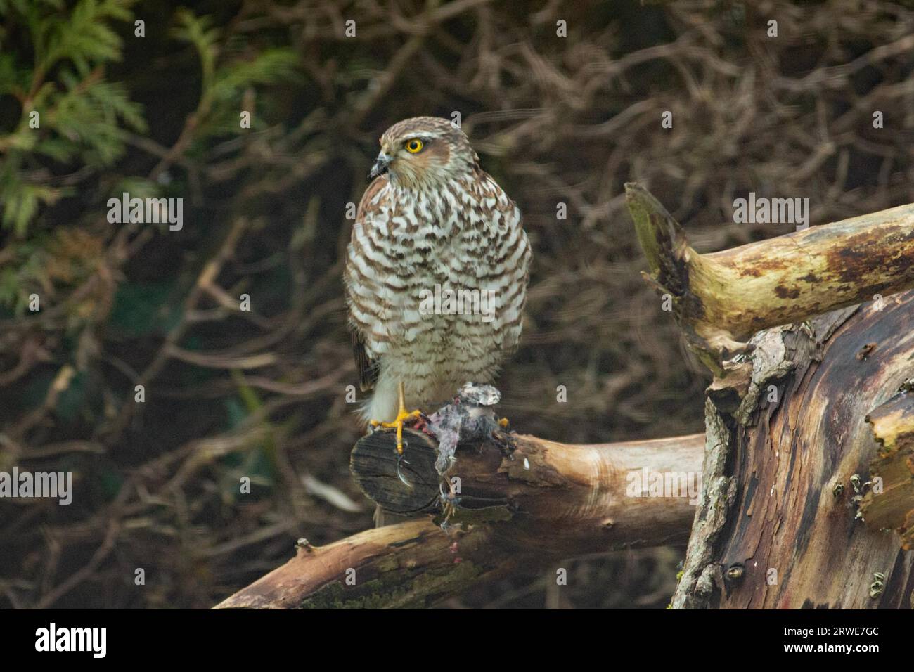 Female sparrowhawk holding prey sitting on wooden pile seen from front ...