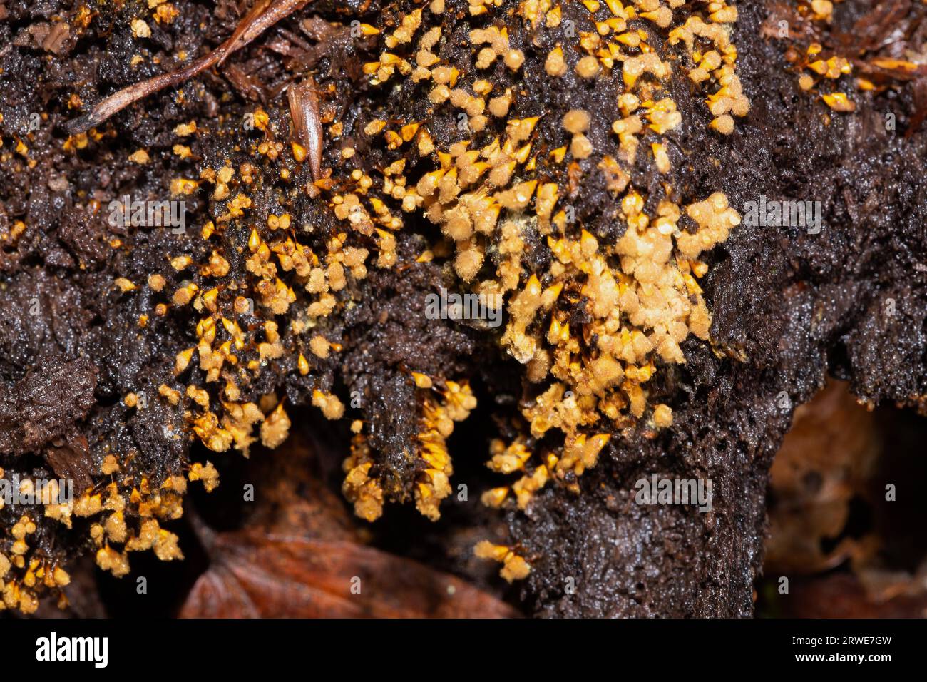 Hairy mushroom hi-res stock photography and images - Alamy