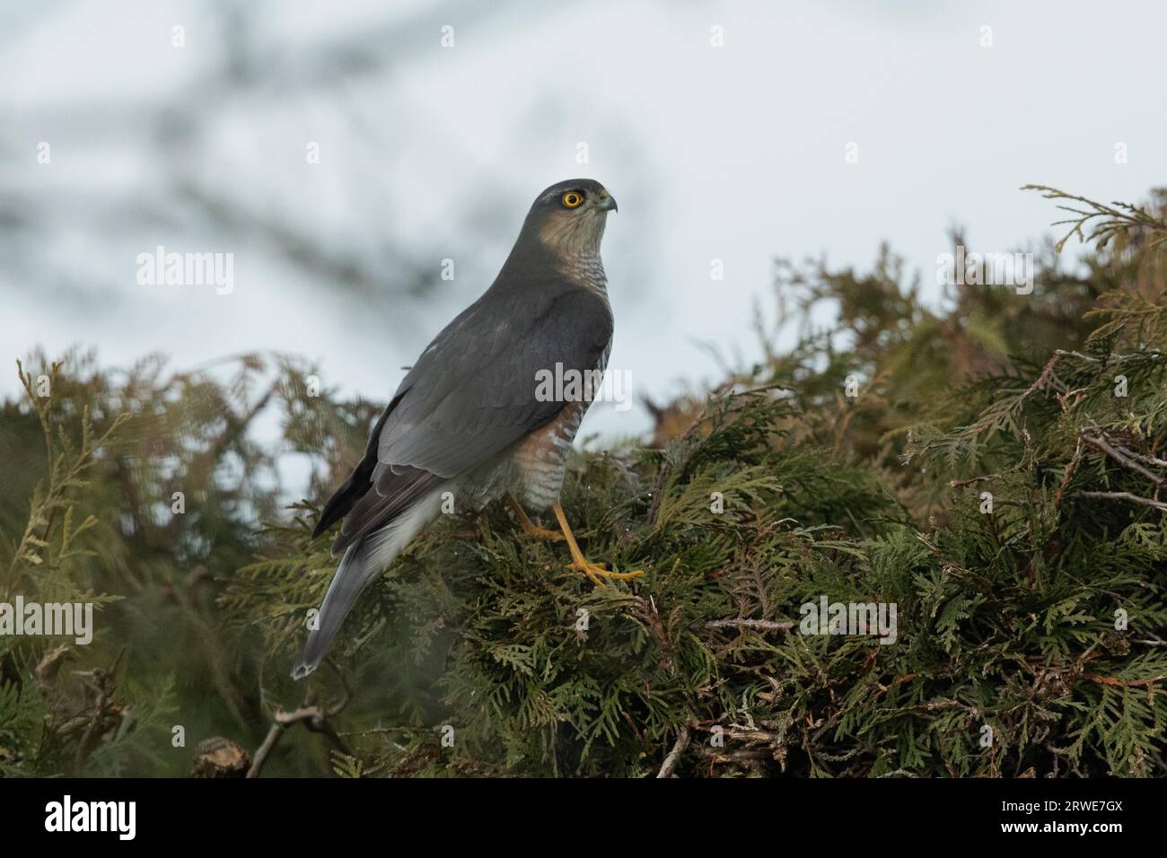 Sparrowhawk male sitting on garden hedge looking right against blue sky ...