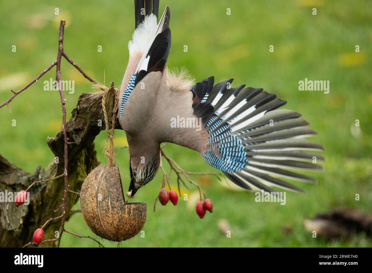Eurasian Jay with nut in beak and open wings hanging from tree stump ...