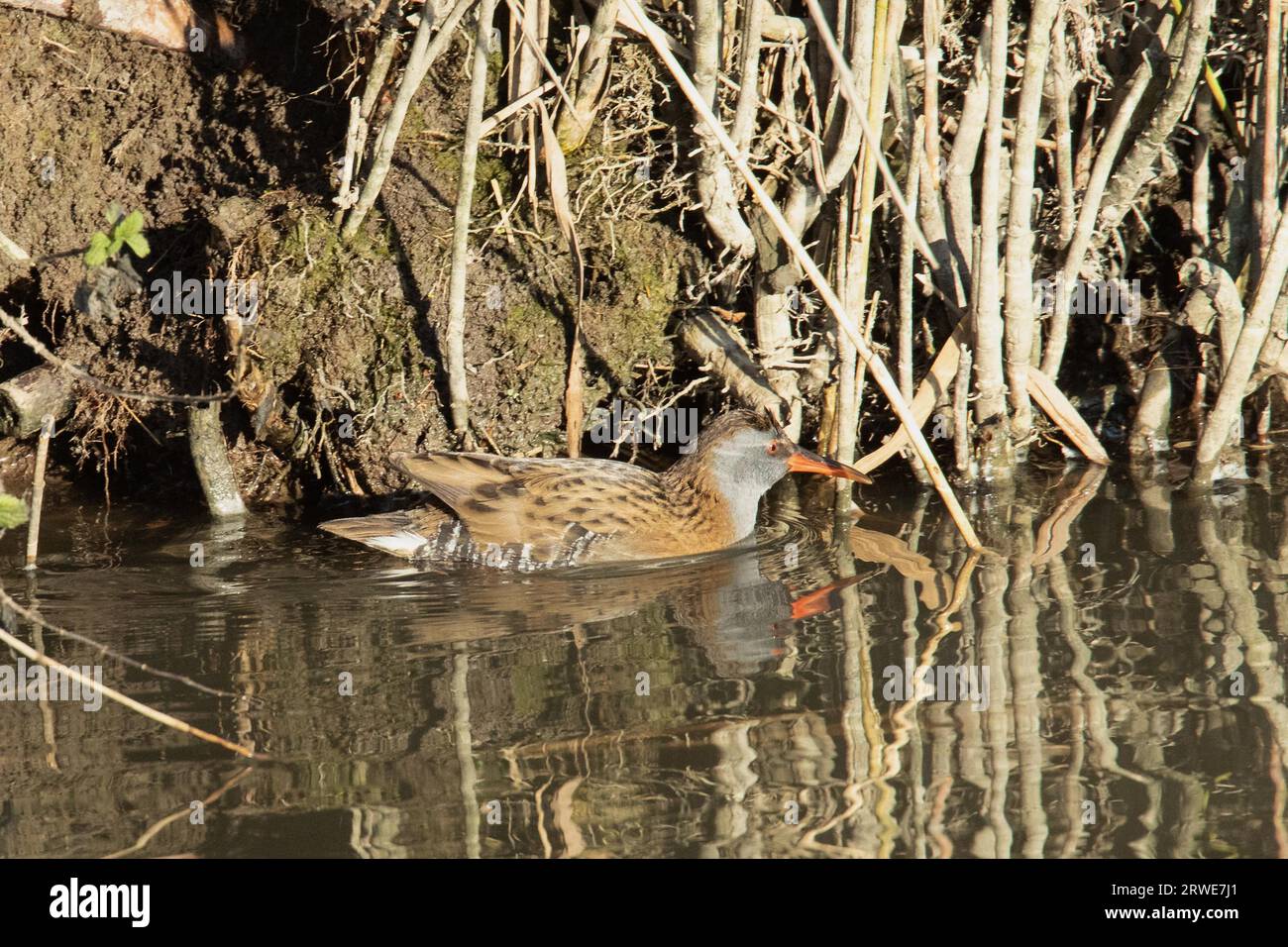 Water rail with reflection at water's edge with reed stalks standing ...