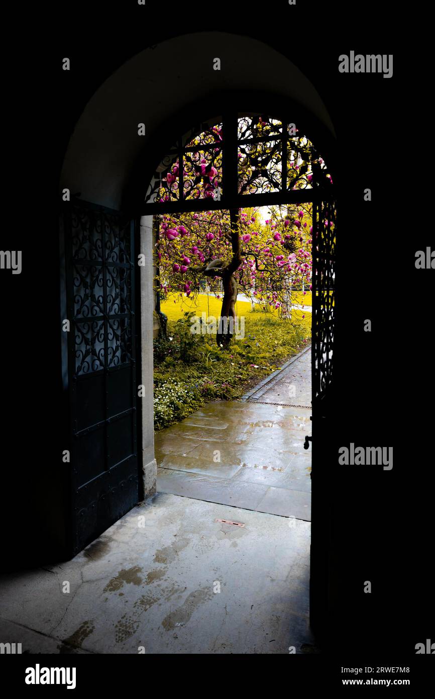 Door Entrance with Magnolia Tree in Patio in Schaffhausen, Switzerland ...