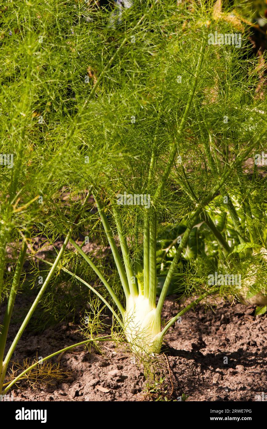 Fennel plant, fennel plant Stock Photo - Alamy