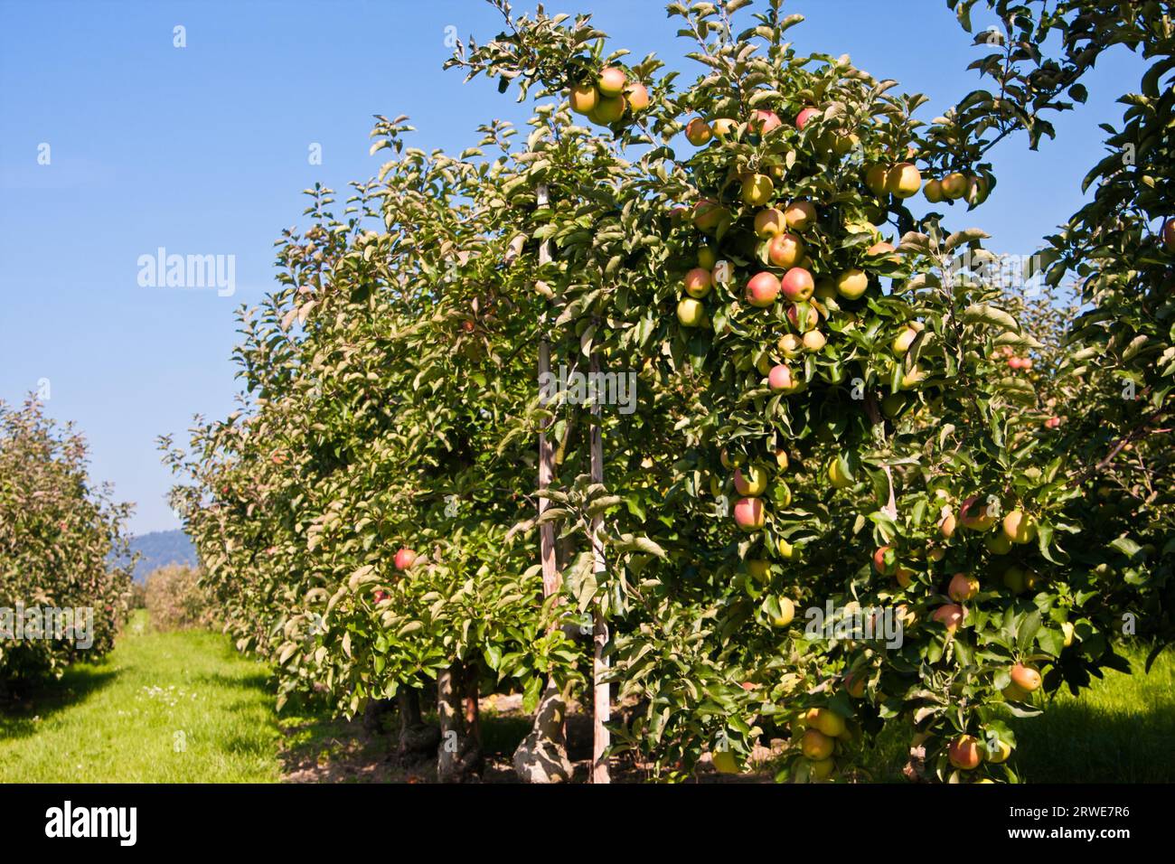 Apple orchard, appletrees Stock Photo - Alamy