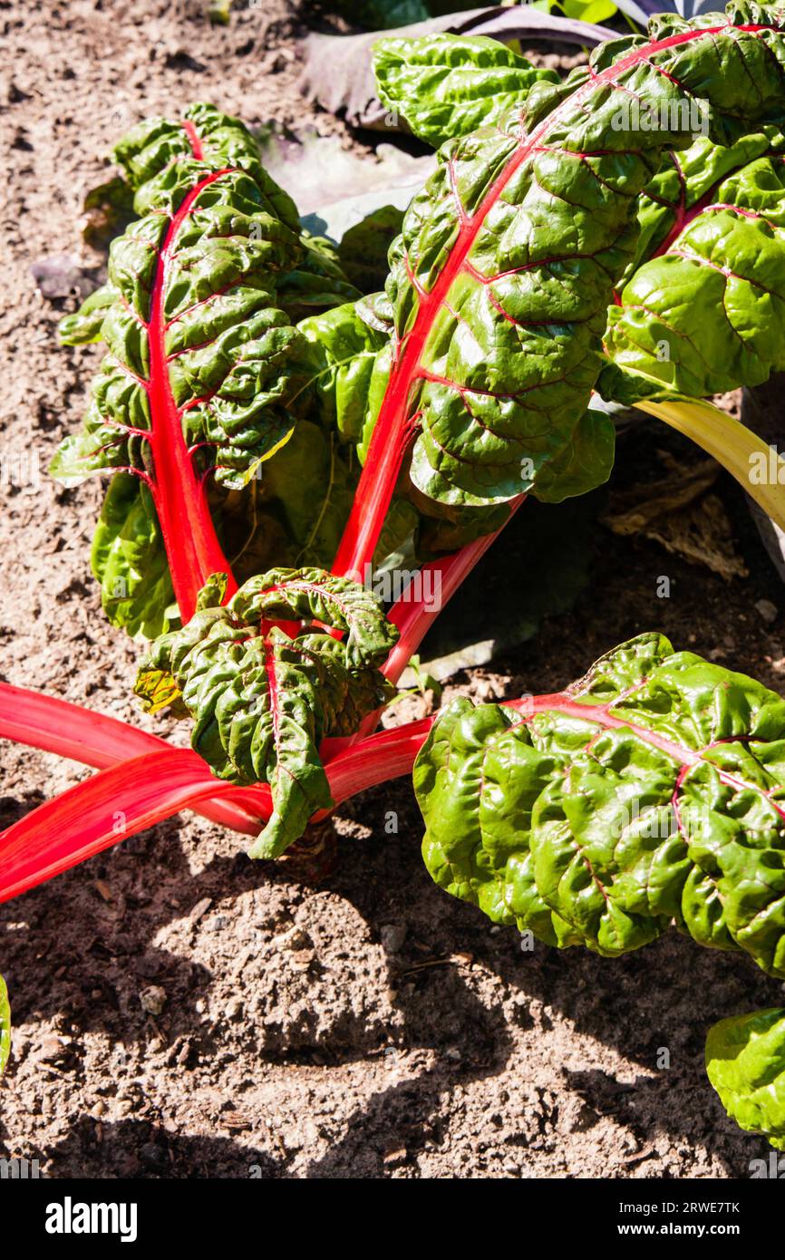 Red chard, red chard or red mangold Stock Photo - Alamy
