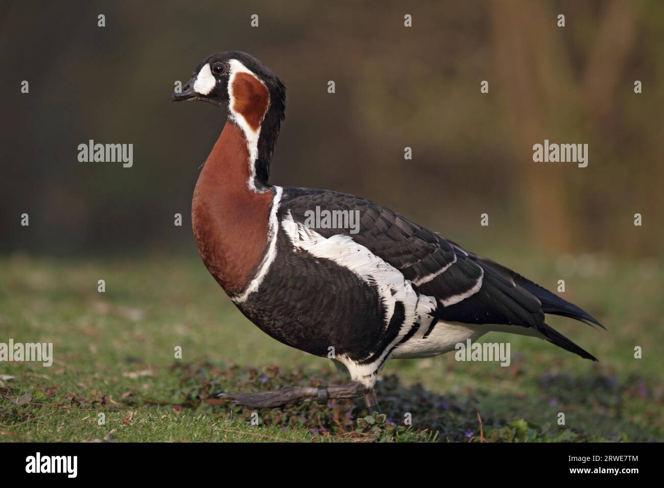 Red-breasted goose (Branta ruficollis) in a meadow Stock Photo - Alamy