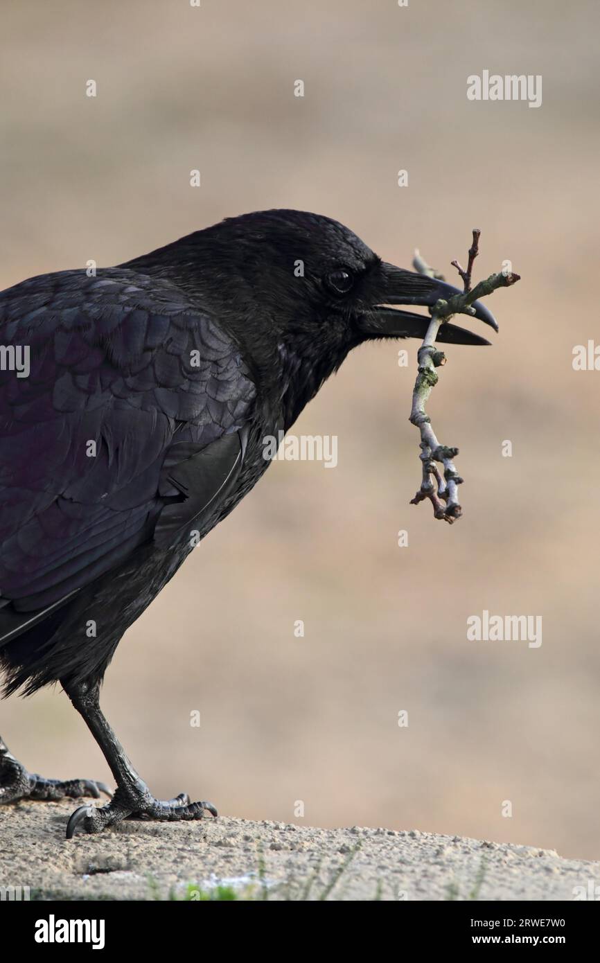 Carrion crow (Corvus corone) with a twig in its beak Stock Photo - Alamy