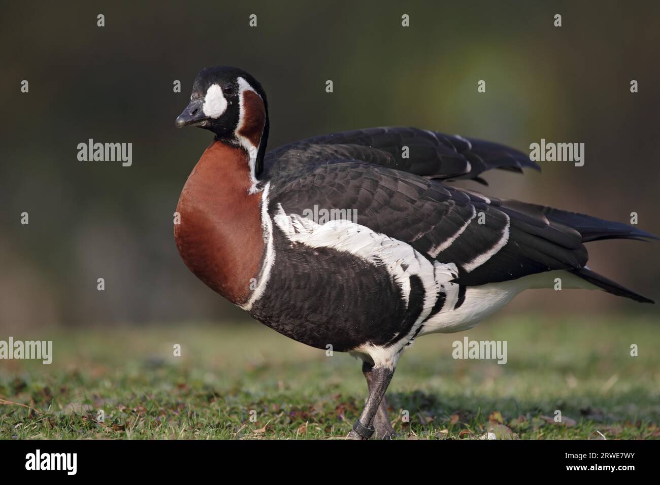 Red-breasted goose (Branta ruficollis) in a meadow Stock Photo - Alamy