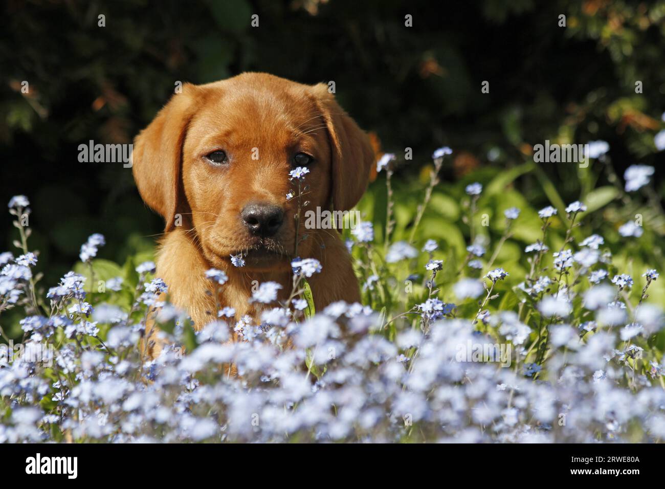 Welpe retriever hi-res stock photography and images - Alamy