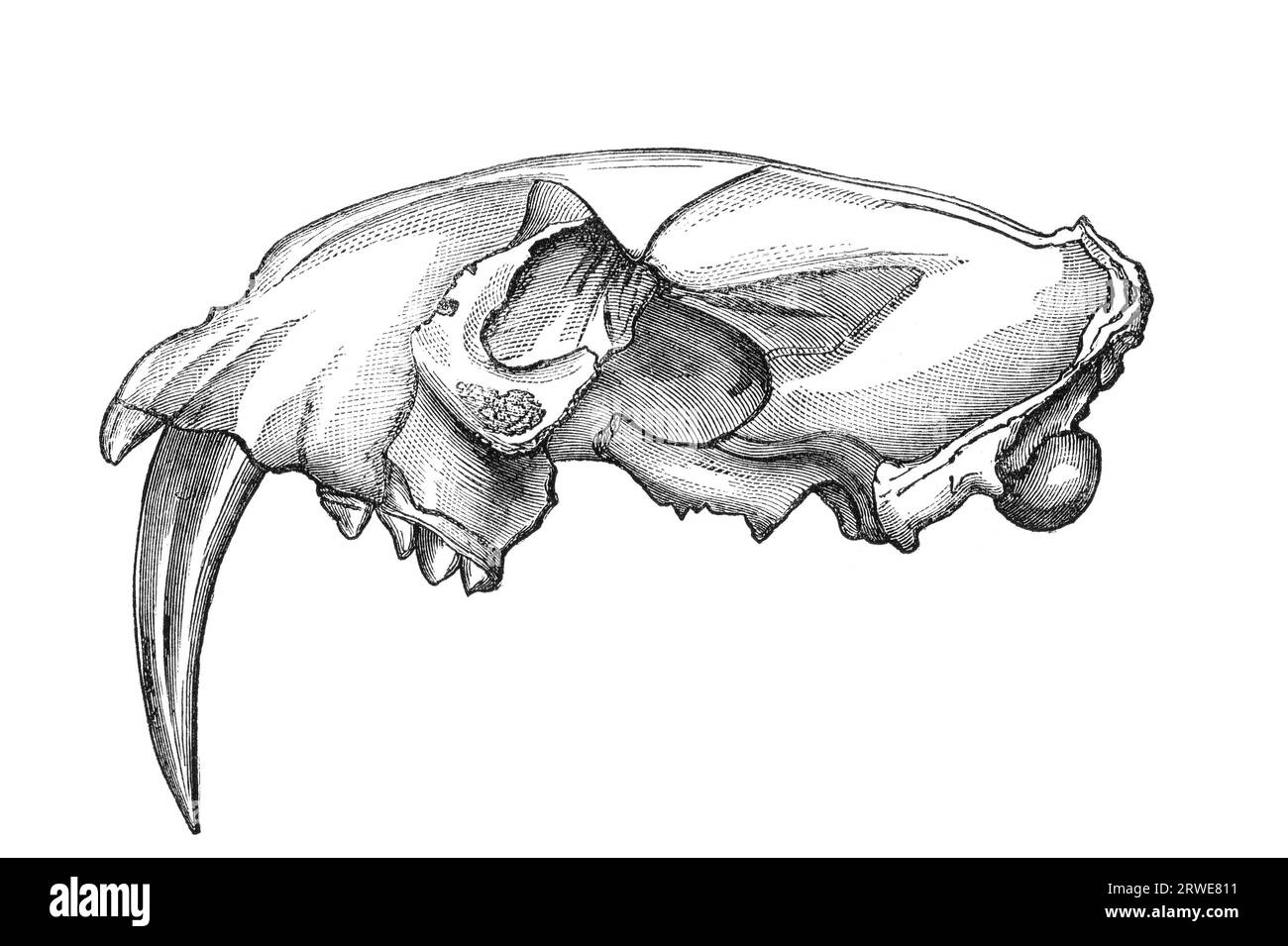 Saber Tooth Tiger Skull Drawing