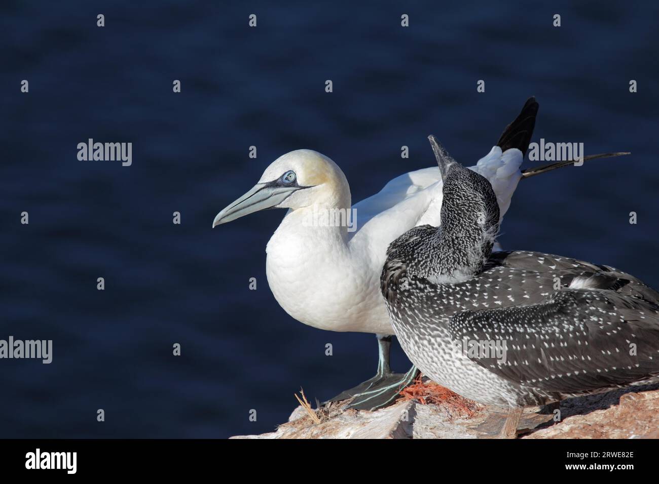 Northern gannet (Morus bassanus) with young bird sitting on a rock on ...
