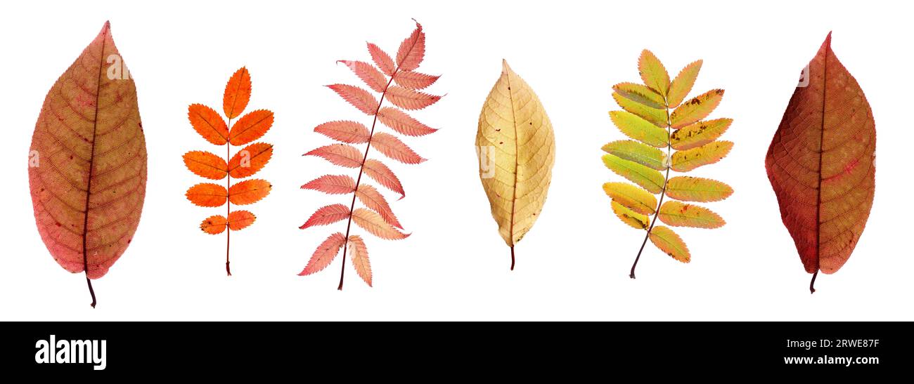 Autumn mood leaves on Cut Out Stock Images & Pictures - Alamy